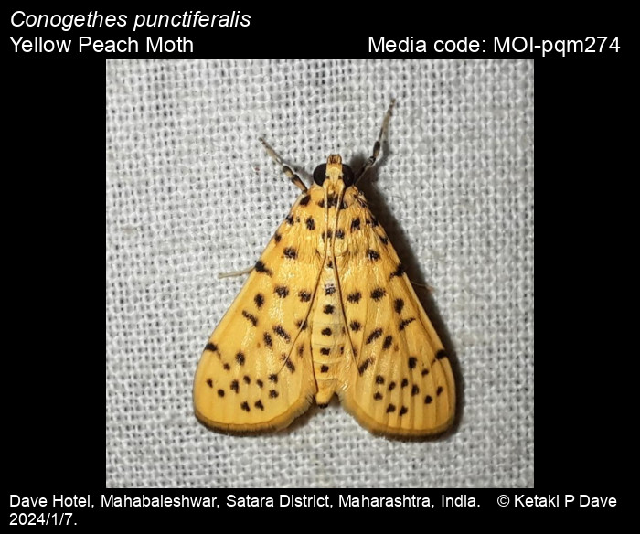 Conogethes punctiferalis | Moths